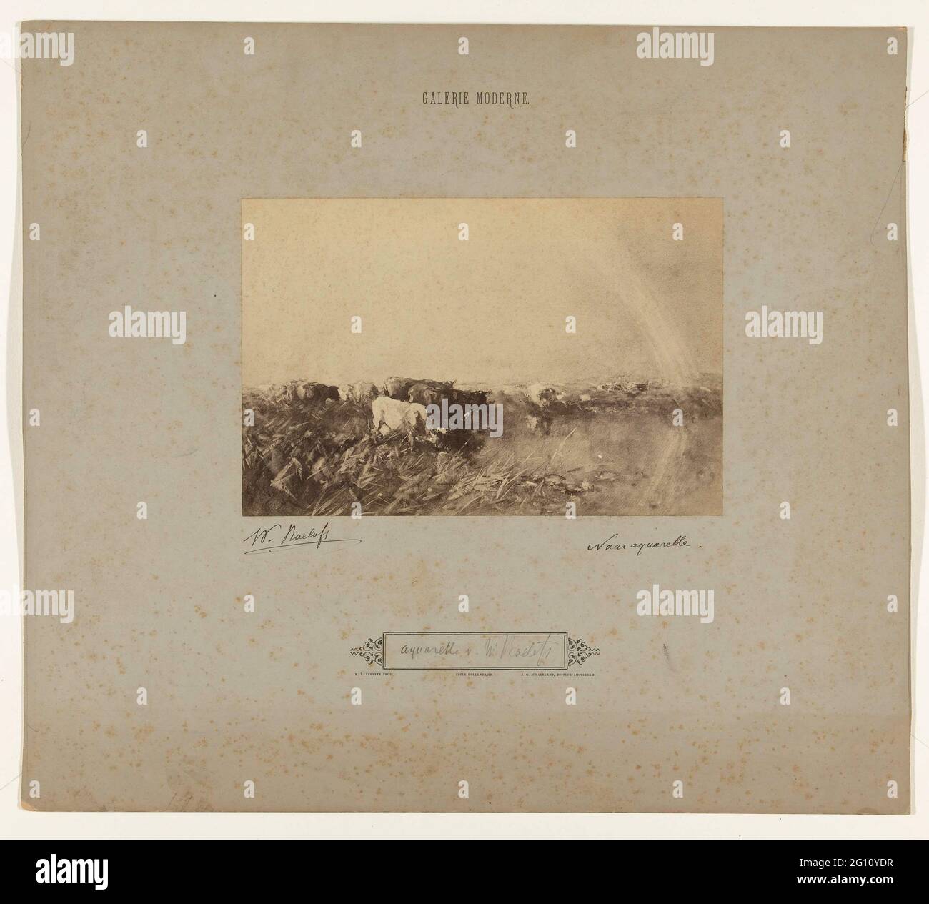 Photo production of watercolor cows at the water; Gallery modern Stock ...