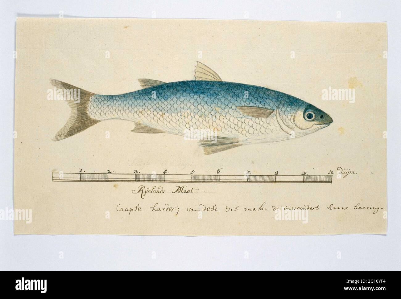South african mullet hi-res stock photography and images - Alamy