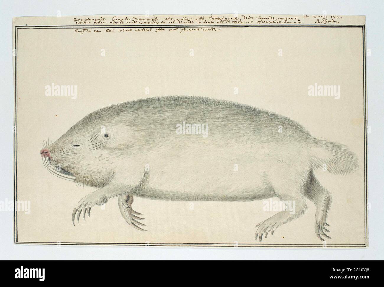 Bathyergus suillus (Cape dune mole-rat Stock Photo - Alamy
