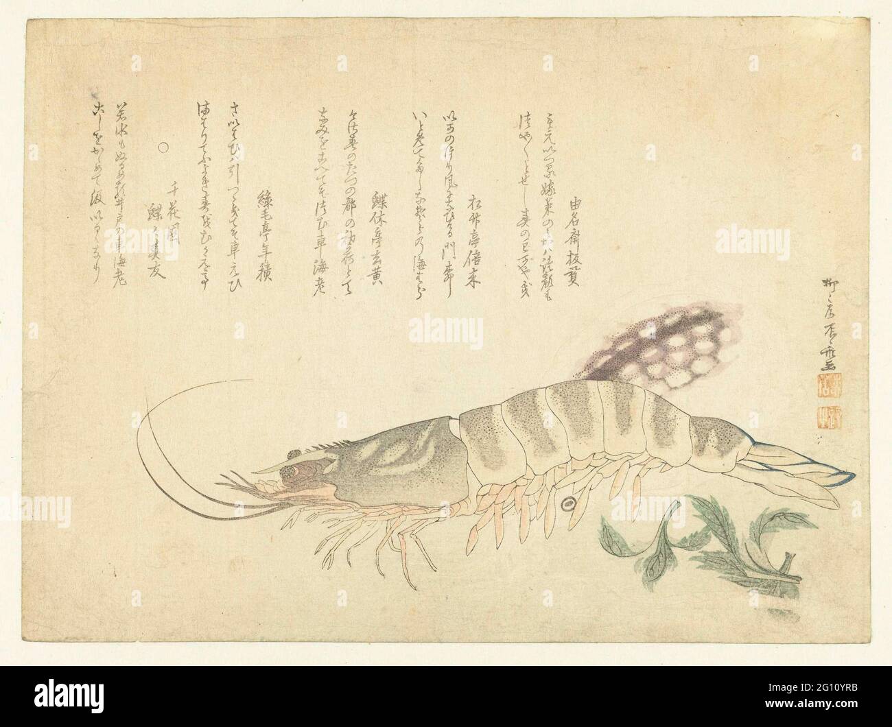 Crayfish with squid. A large crayfish with an squid, an onion-like ...