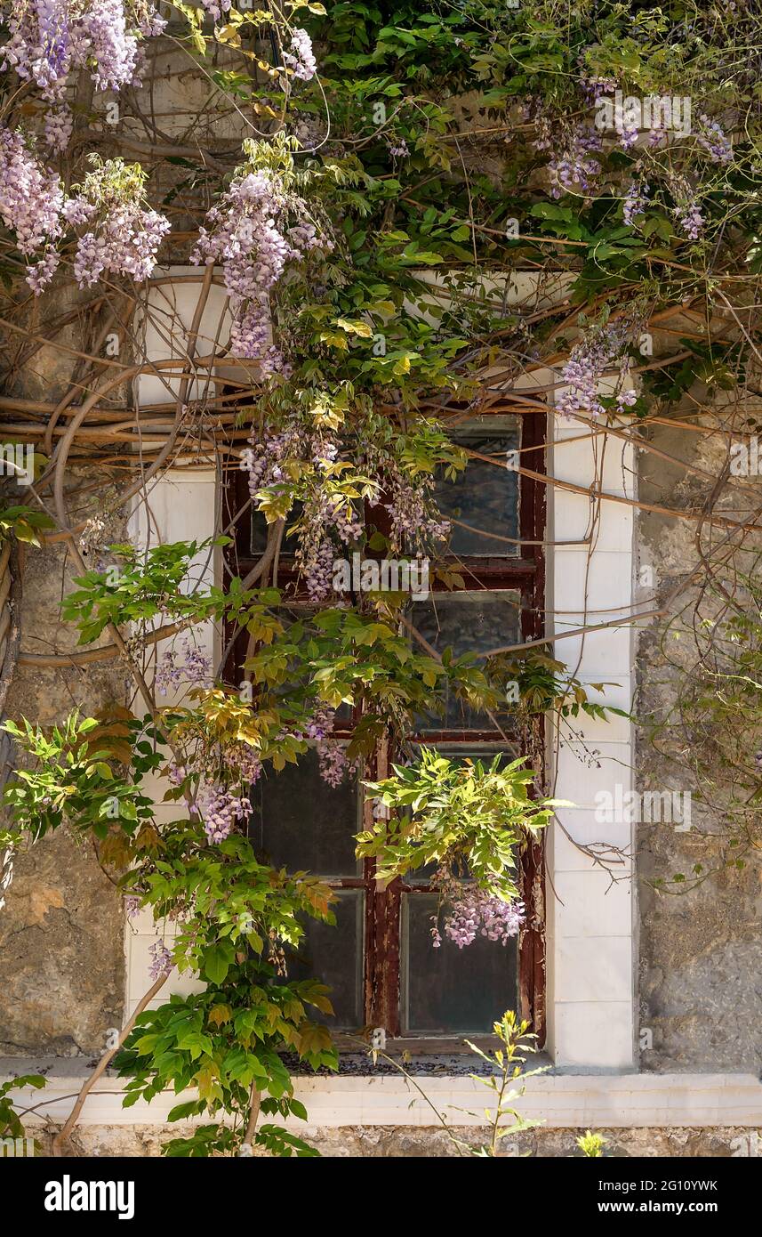 Windows of old mansion framed with blossoming purple wisteria flowers ...