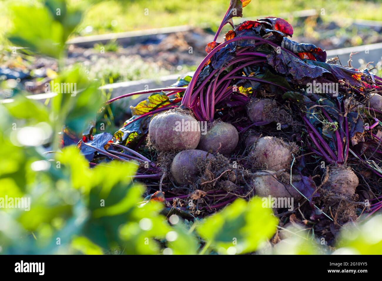 Beet harvest hi-res stock photography and images - Alamy