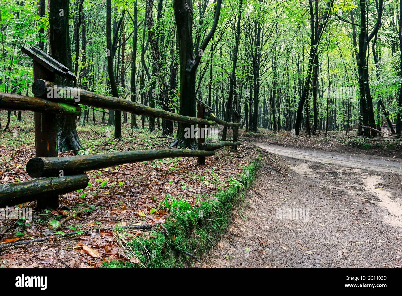Rainy day in the forest. Summer season Stock Photo - Alamy