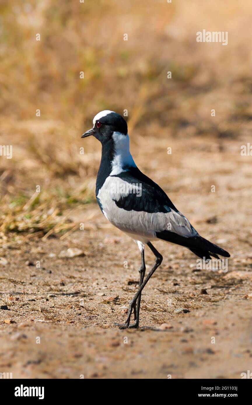 Blacksmith plover, Vanellus armatus, Kruger National Park, South Africa ...