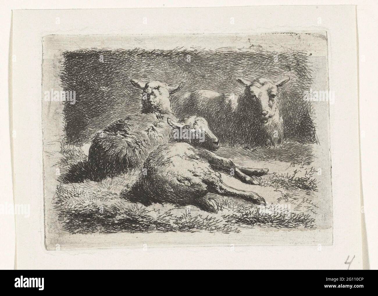 Three lying sheep Stock Photo - Alamy