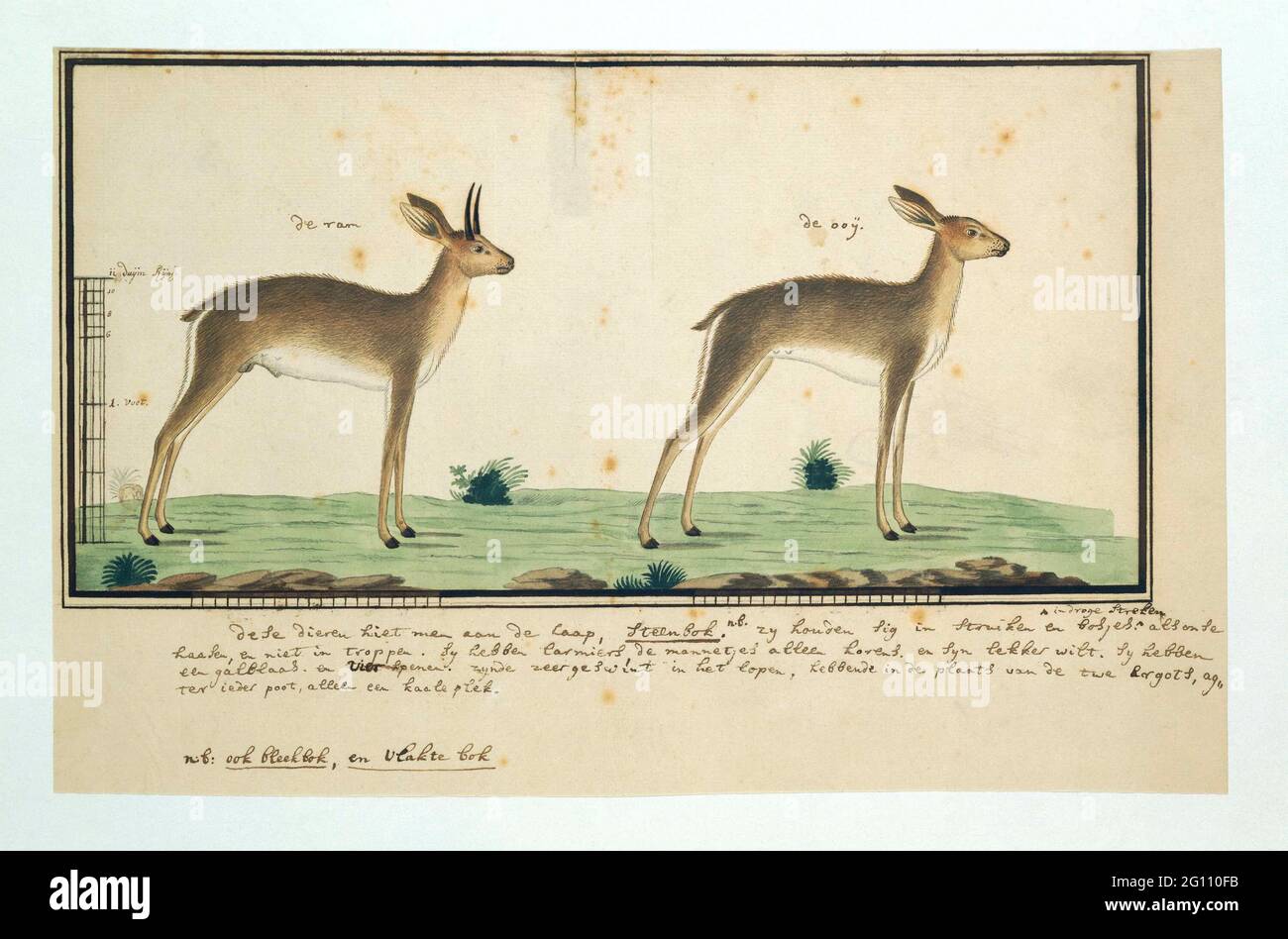 Raphicerus Campestris (Capricorn). Cape Capricorn (Raphicerus ...