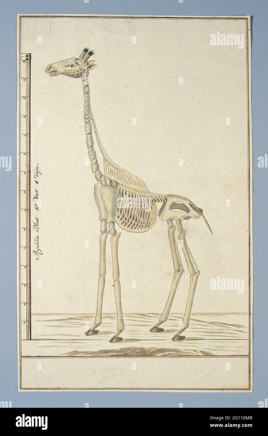 Giraffa camelopardalis (giraffe), skeleton. Skeleton of a giraffe ...