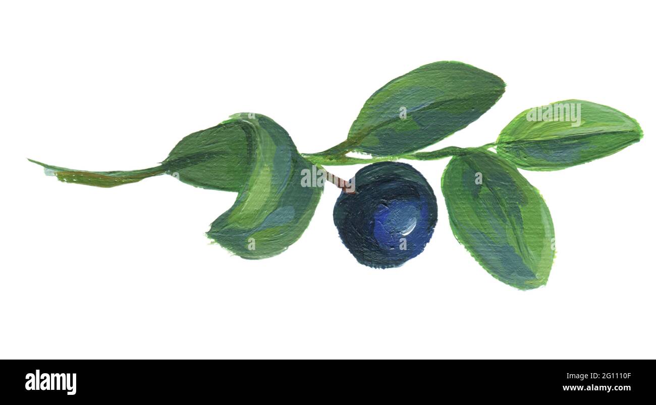 Blueberry bush leaf in Cut Out Stock Images & Pictures - Alamy