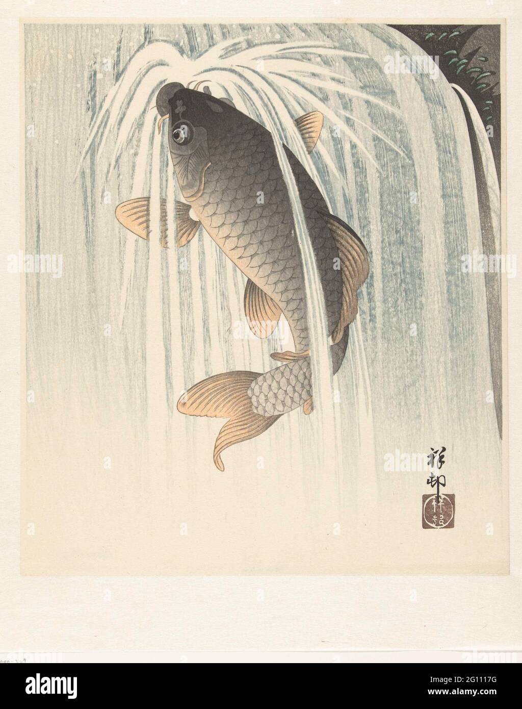 Carp swimming up a waterfall hi-res stock photography and images - Alamy