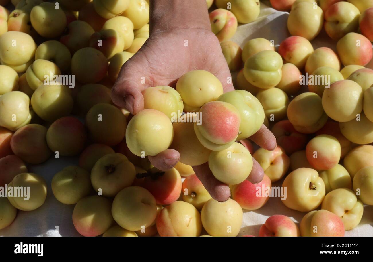 Salfit hi-res stock photography and images - Alamy