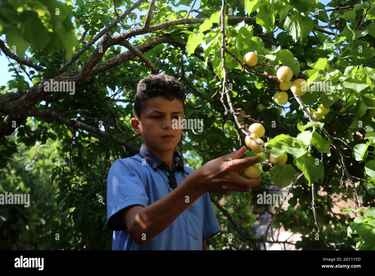 Salfit hi-res stock photography and images - Alamy