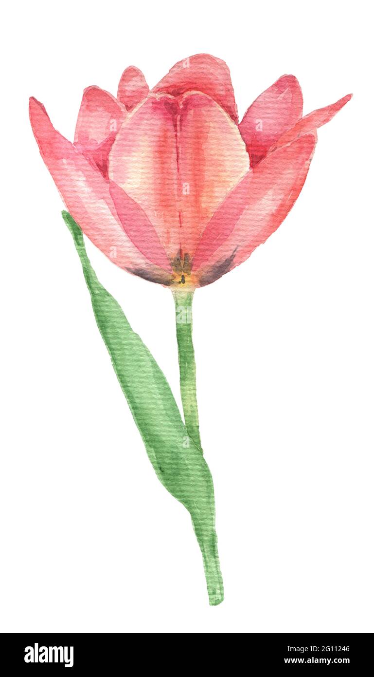Pink tulip bouquet gift Cut Out Stock Images & Pictures - Alamy
