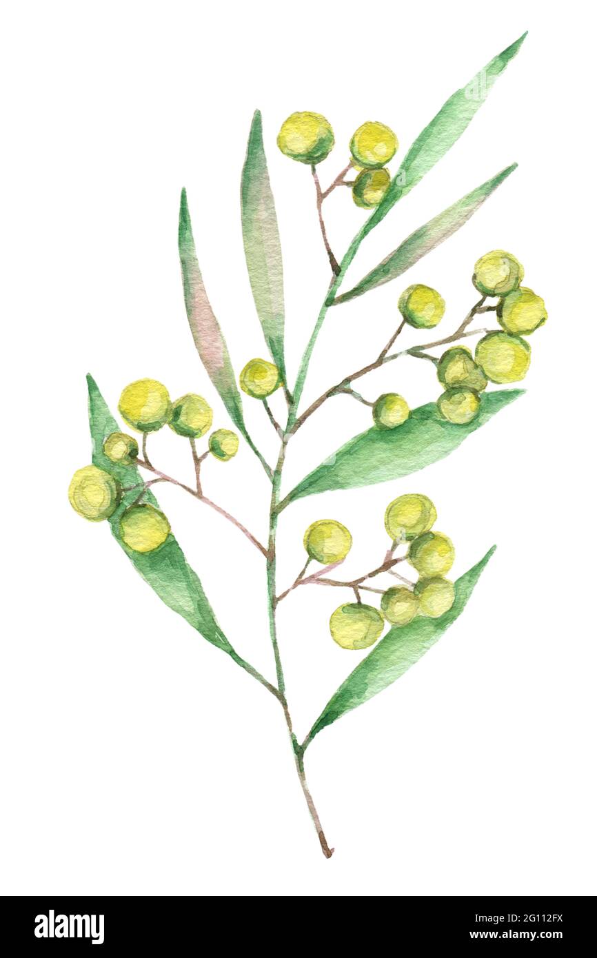 Mimosa flower drawing hi-res stock photography and images - Alamy