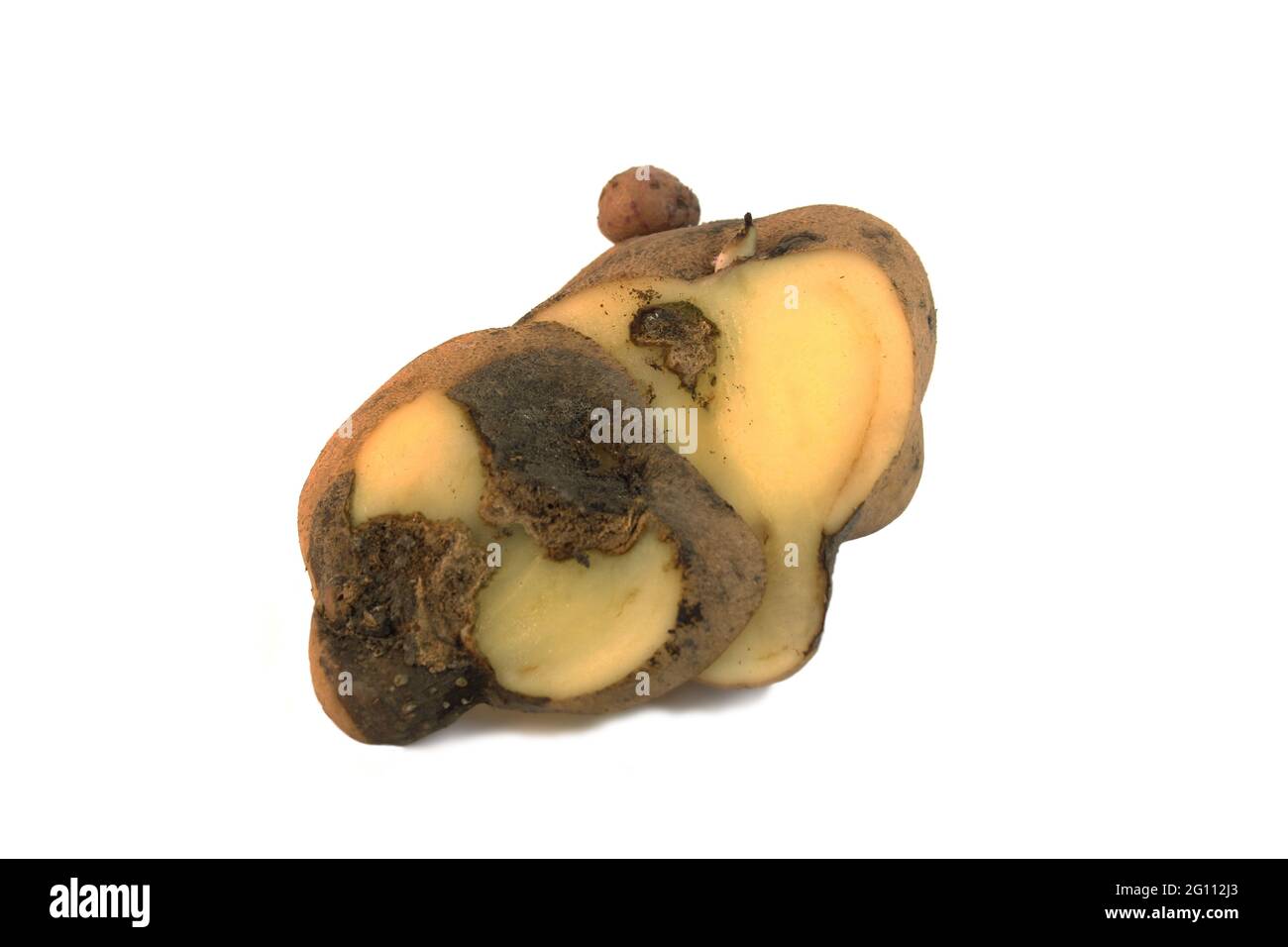 Potato diseases: Early blight . Isolated on white Stock Photo - Alamy