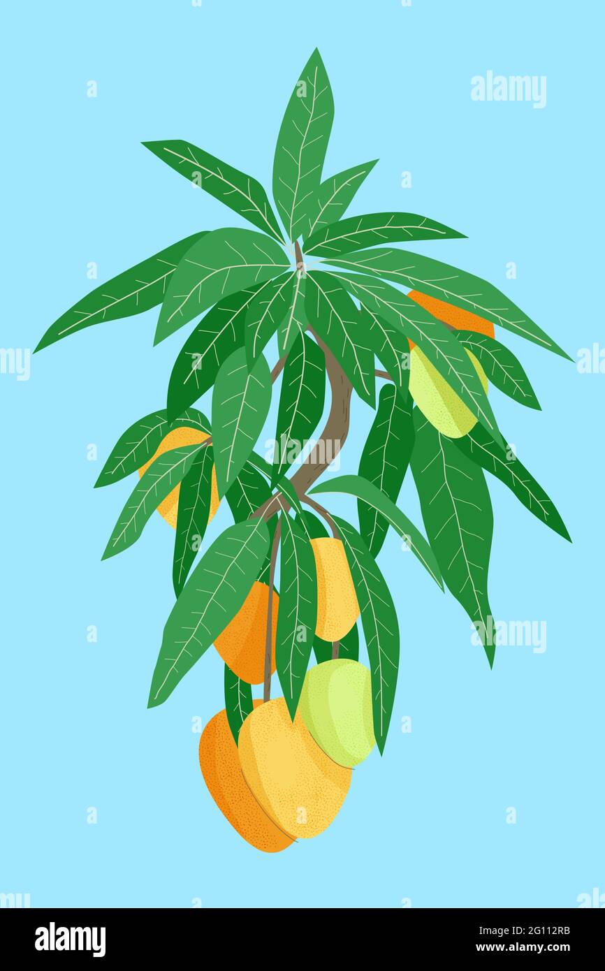Mango orange tree Stock Vector Images - Alamy