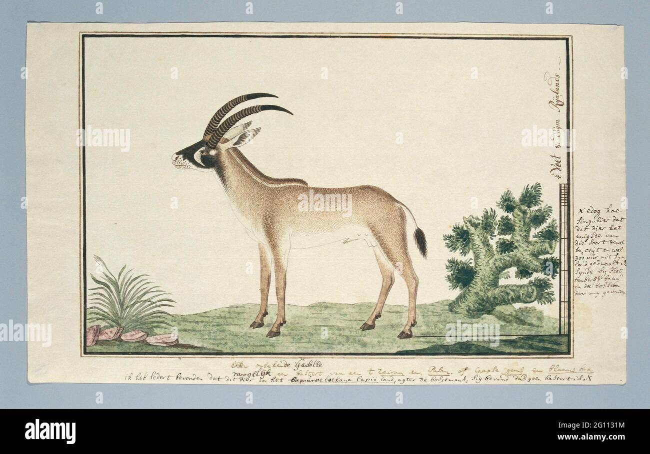 Hippotragus Equinus (Roan Antelope). Bastergemsbok (Hippotragus Equinus ...