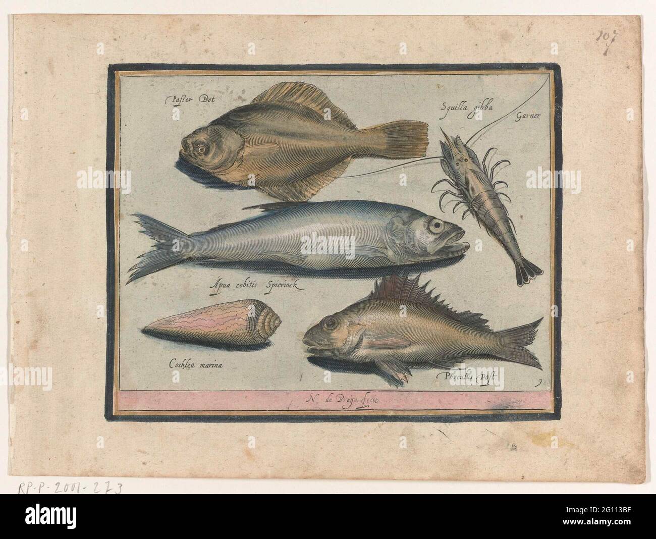 Frog identification chart hi-res stock photography and images - Alamy