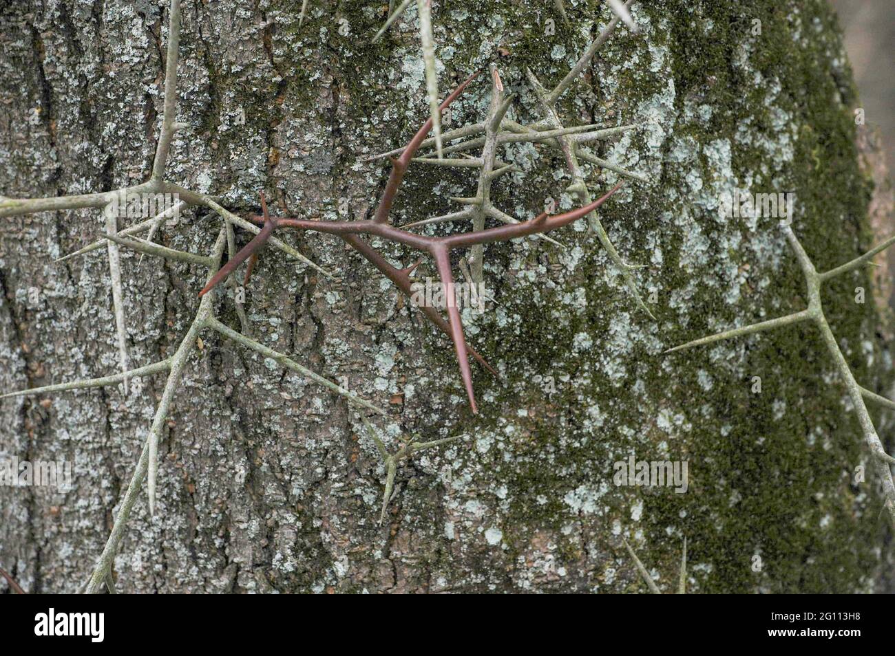 Locust Tree Thorns High Resolution Stock Photography and Images - Alamy
