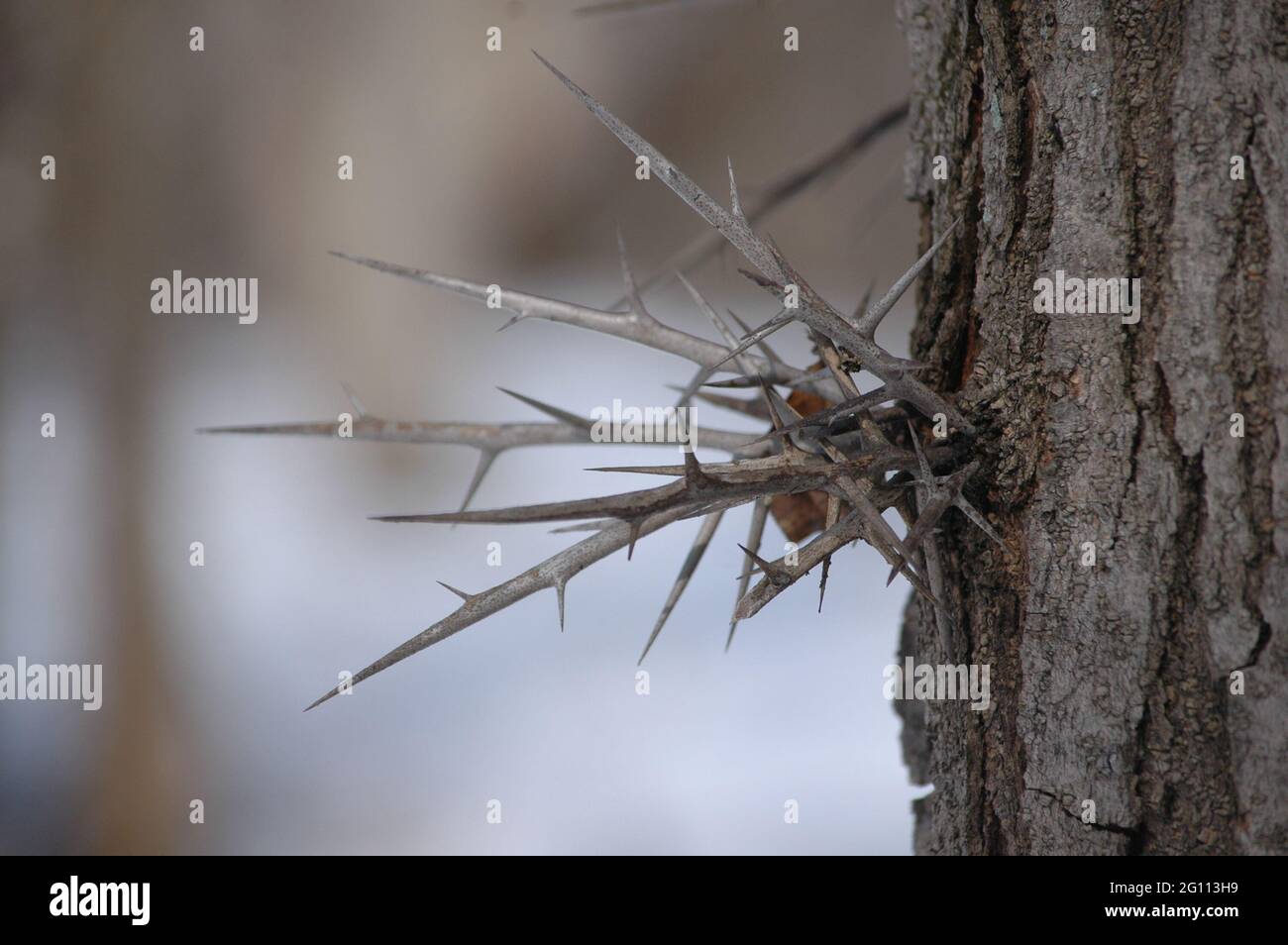 Locust Tree Thorns High Resolution Stock Photography and Images - Alamy