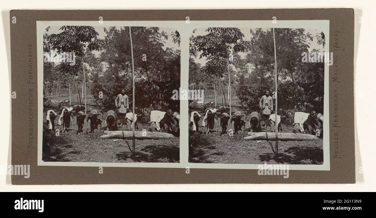 Javanese women clean a rubber garden.; S 4 no 44. Rubber culture ...