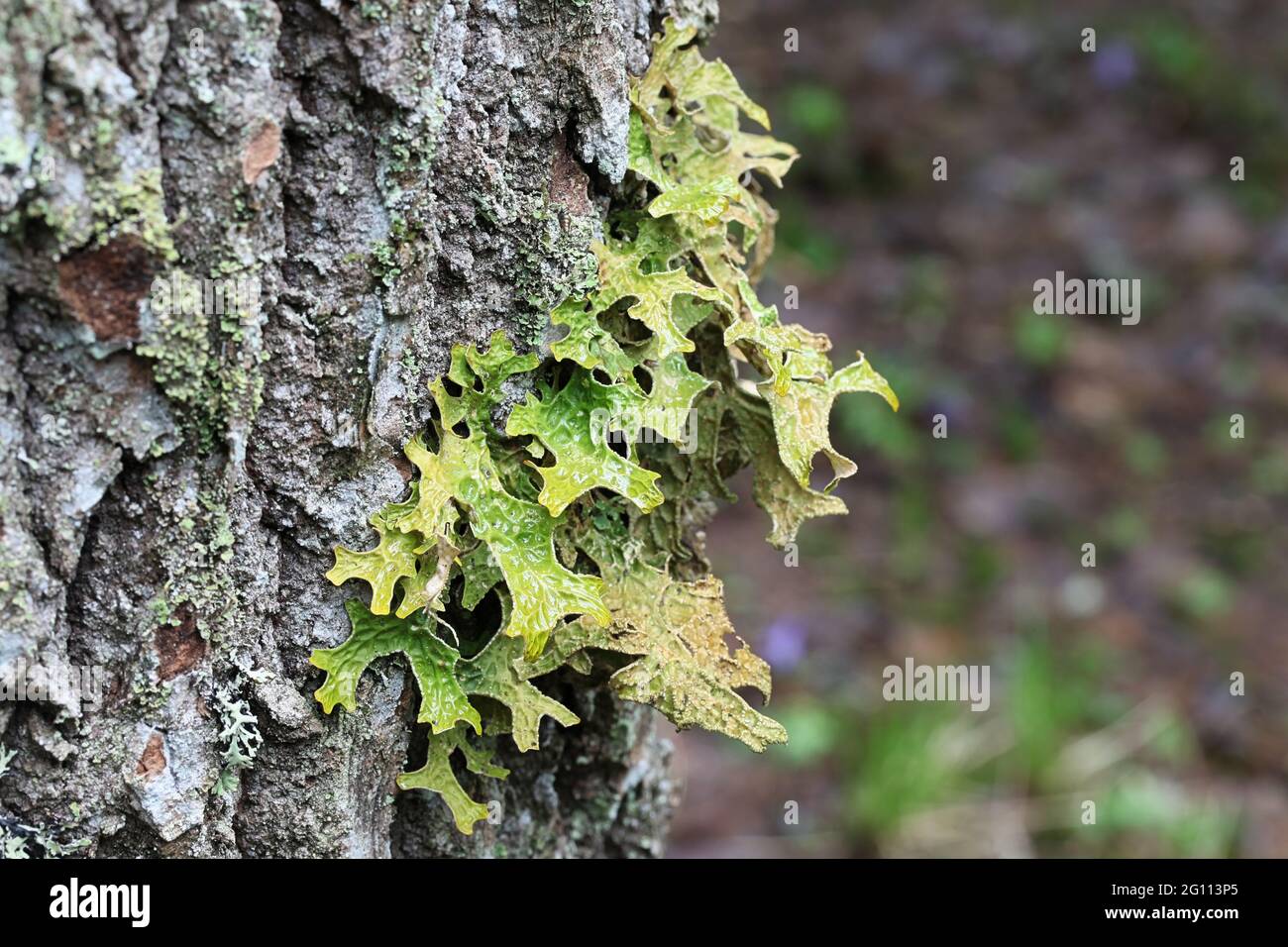 Lobaria pulmonaria, known as tree lungwort, lung lichen, lung moss ...