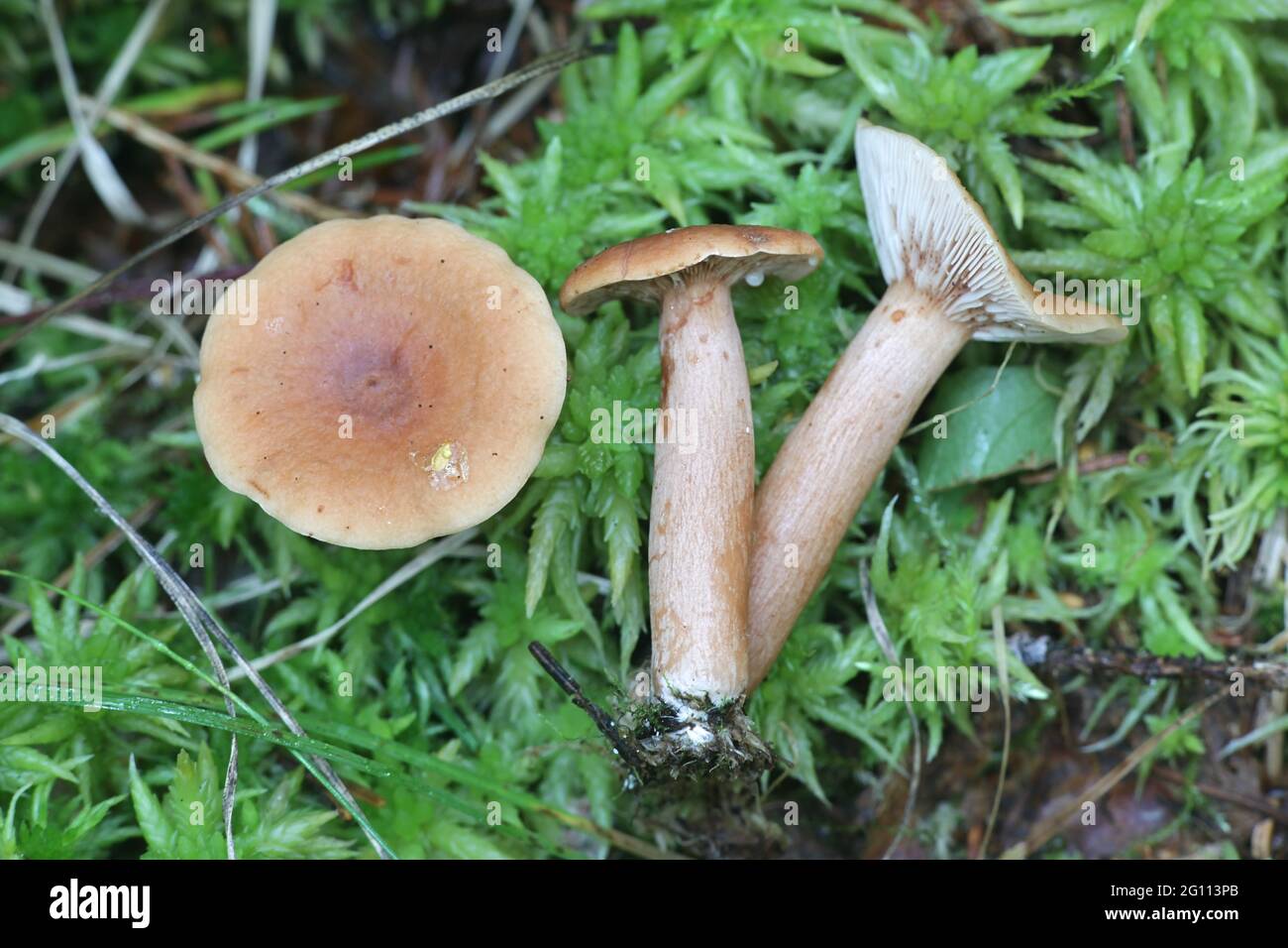 Lactarius tabidus, known as the Birch Milkcap, wild mushrooms from ...