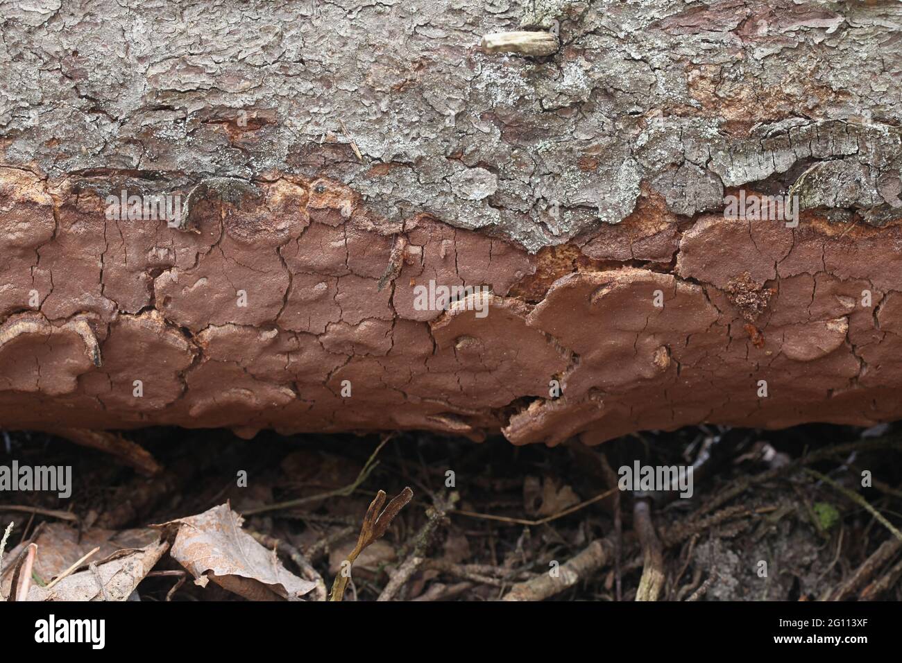 Phellinidium hi-res stock photography and images - Alamy