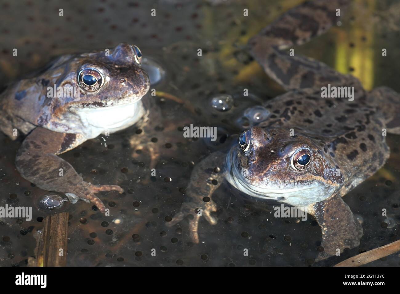Common frog, Rana temporaria, also known as the European common frog ...