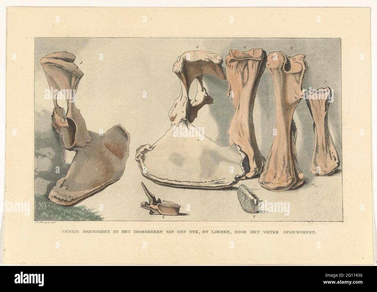 Washed up bones; A few bones by breaking the Dyk by Loenen, raised by ...