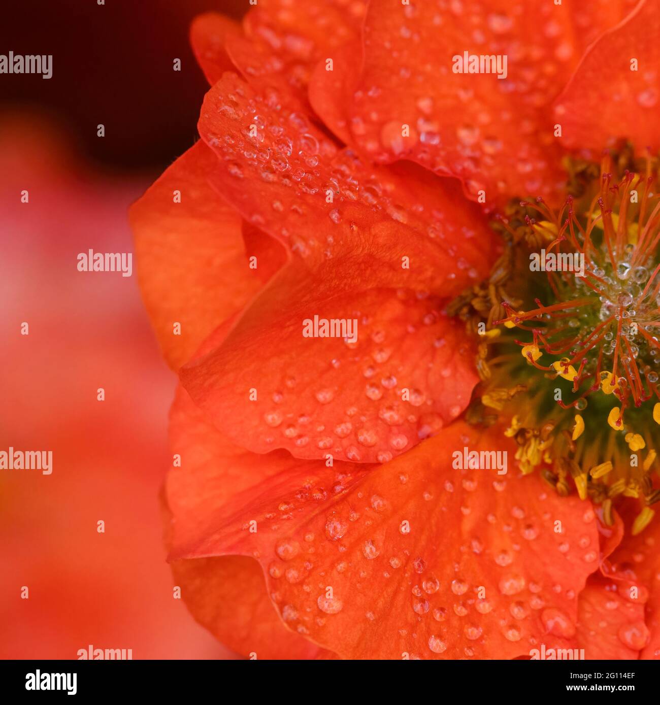 Red Geums Flowering High Resolution Stock Photography and Images - Alamy