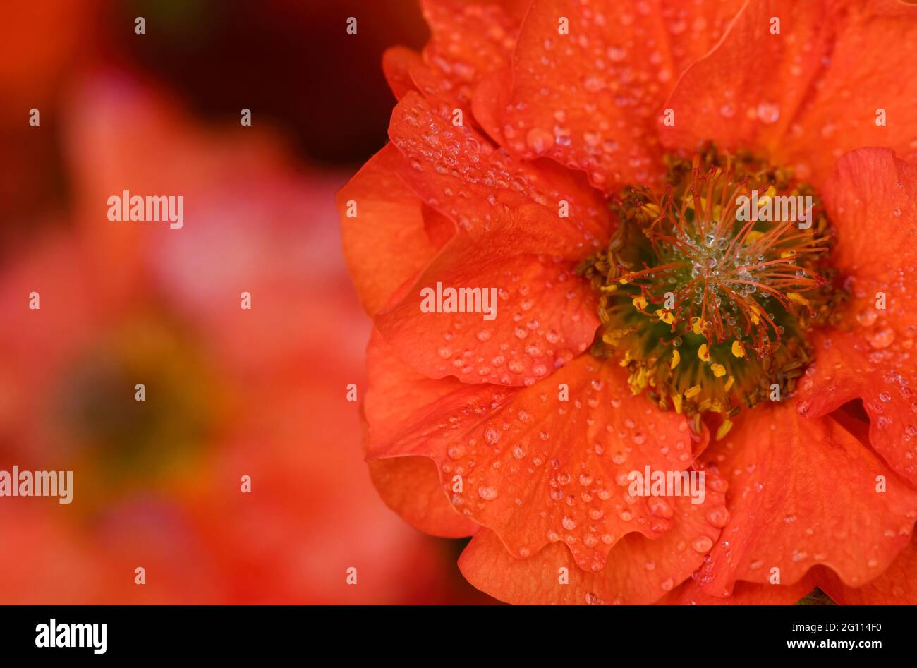 Beautiful bright red Geum flower (Rosaceae species) covered with dew ...