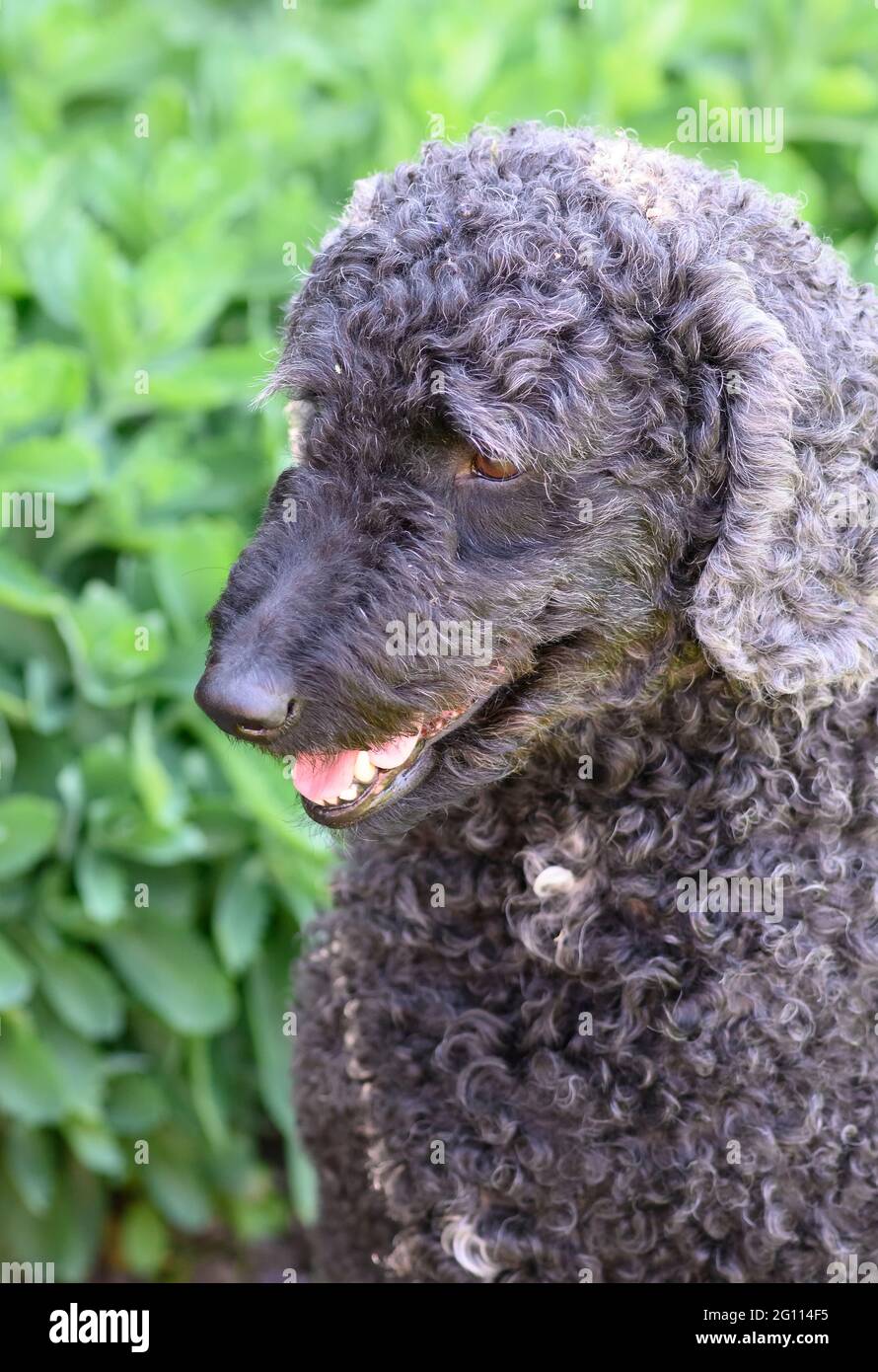 Portrait of a long-haired black Labradoodle dog with her mouth open ...
