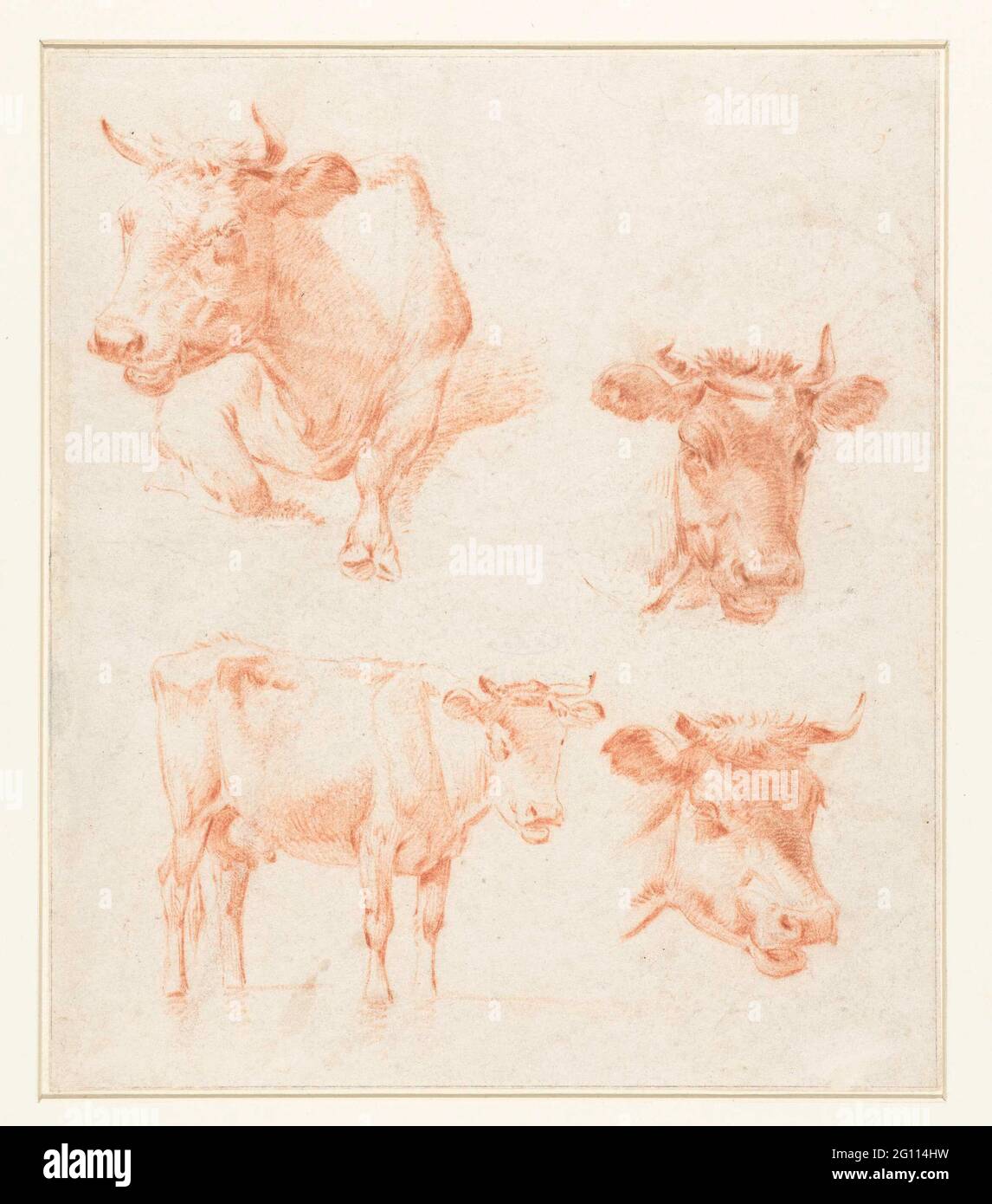 Four cows. Study sheet with four cows Stock Photo - Alamy