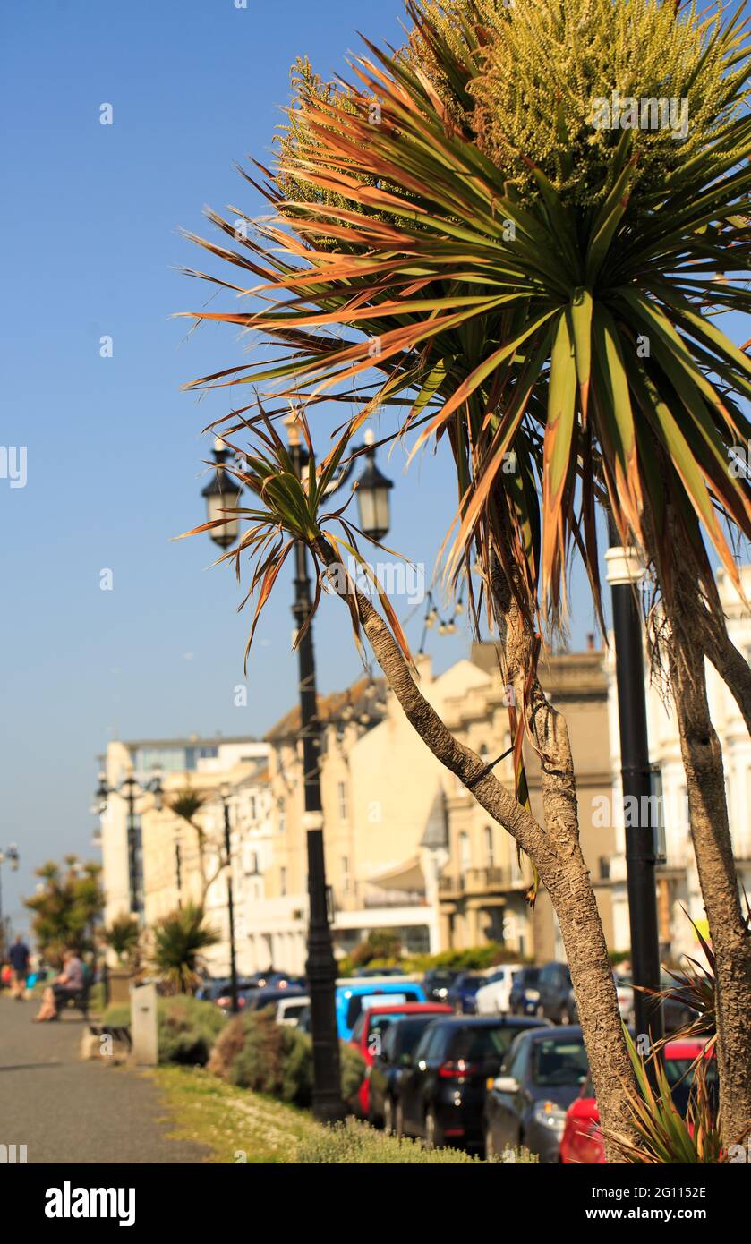 It is very windy and the trees are swaying hi-res stock photography and ...