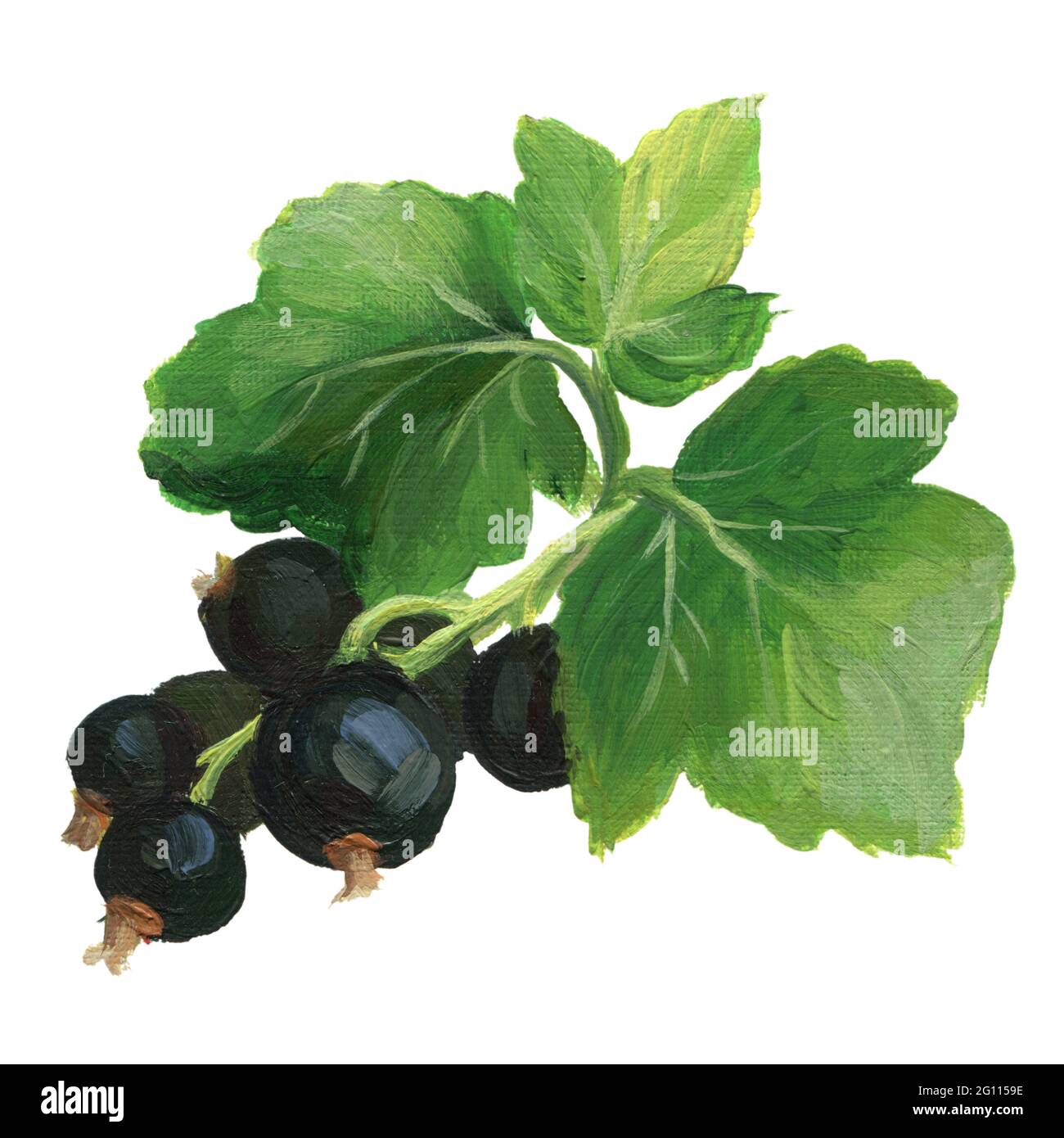 Black currant branch Stock Photo - Alamy