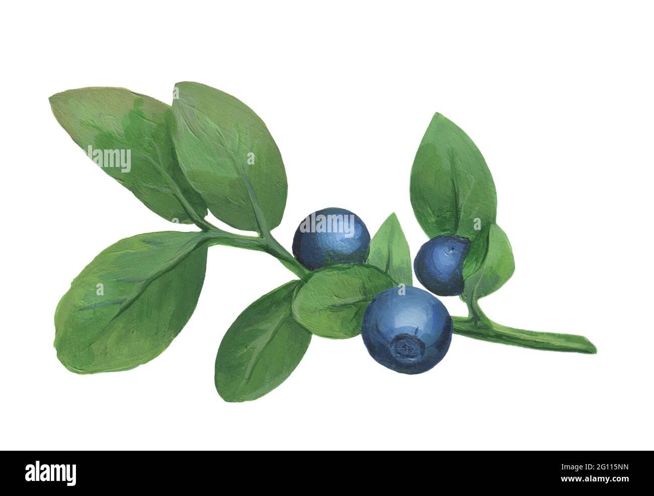Blueberry Branch in Acrylic Stock Photo - Alamy