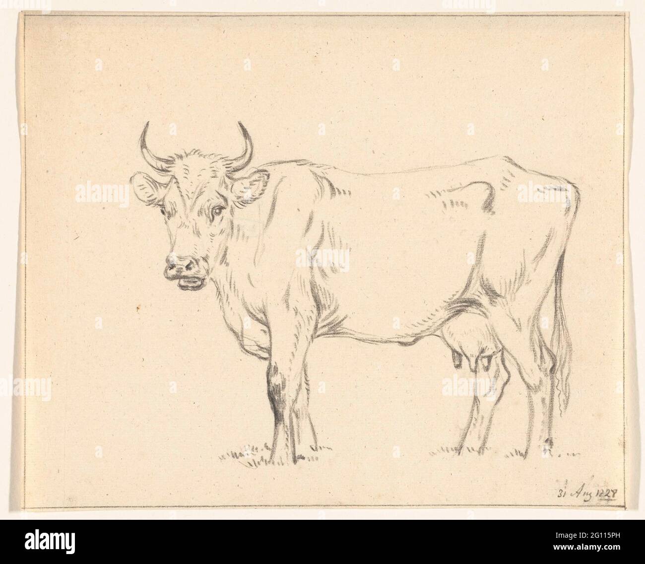 Standing cow, to the left Stock Photo - Alamy