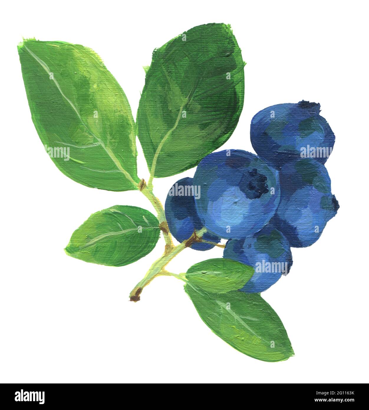 Blueberry Branch in Acrylic Stock Photo - Alamy