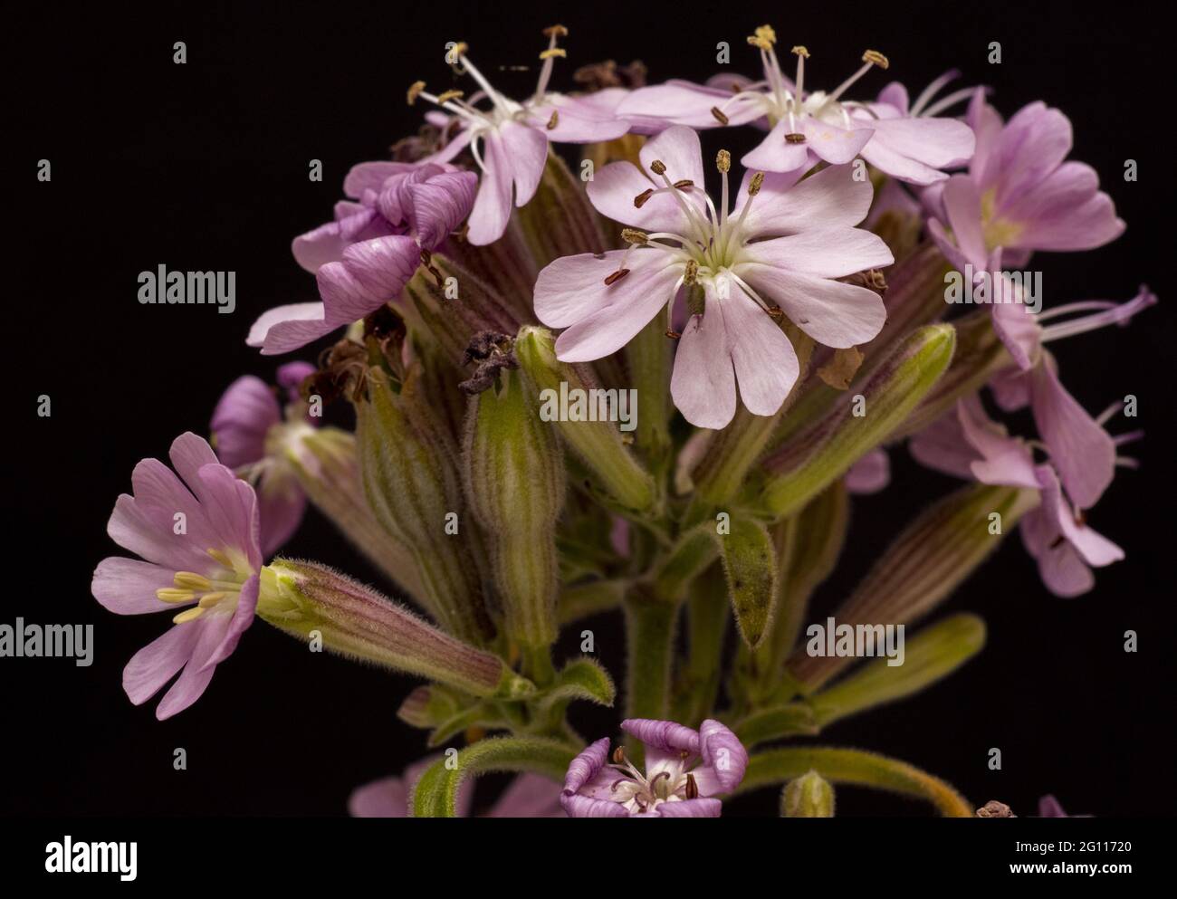 Silene velutina hi-res stock photography and images - Alamy