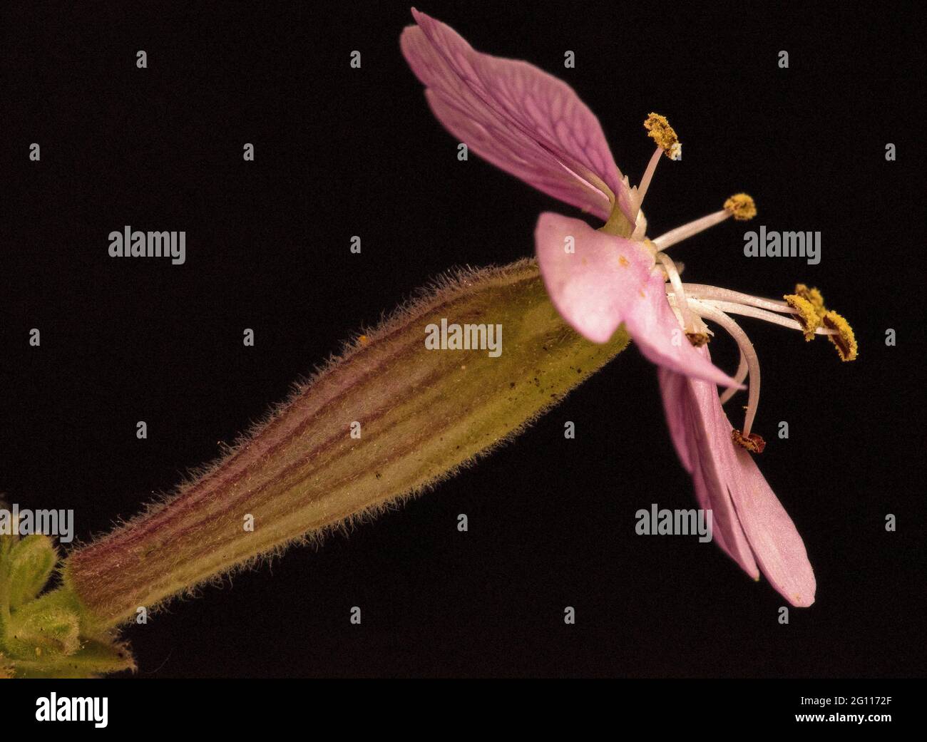 Silene velutina hi-res stock photography and images - Alamy