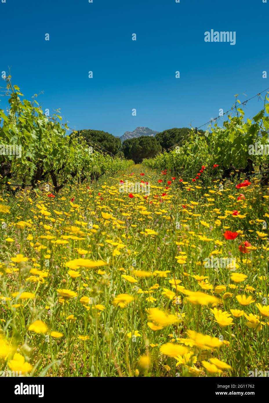 Poppies in between the vines hi-res stock photography and images - Alamy