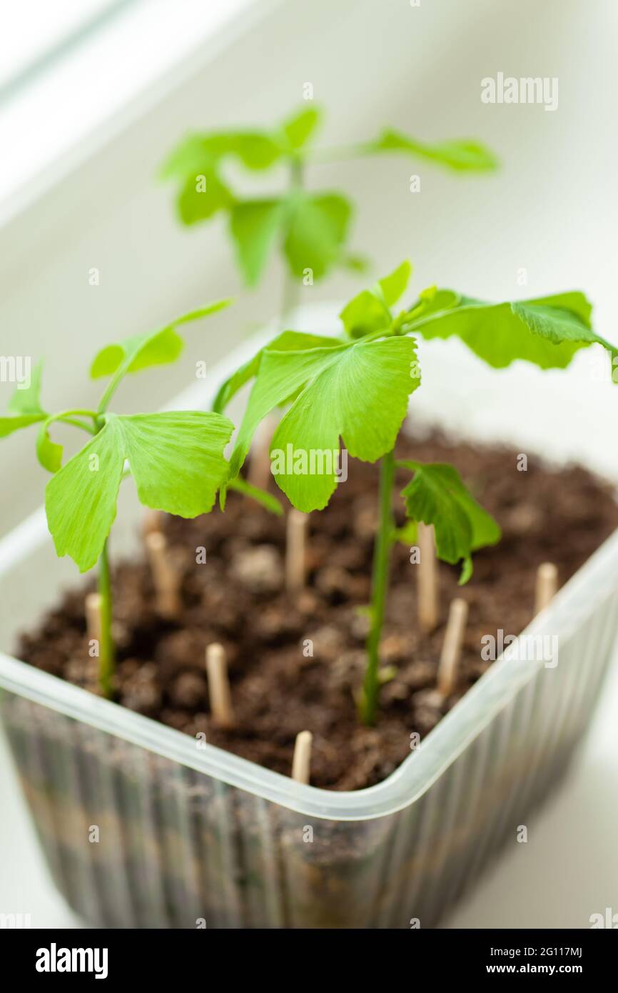 Ginkgo biloba tree seedlings at the window Stock Photo - Alamy