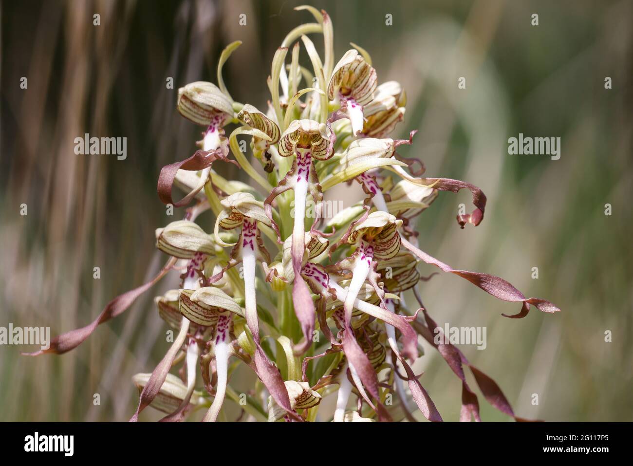 german orchid Himantoglossum hircinum Germany Stock Photo - Alamy