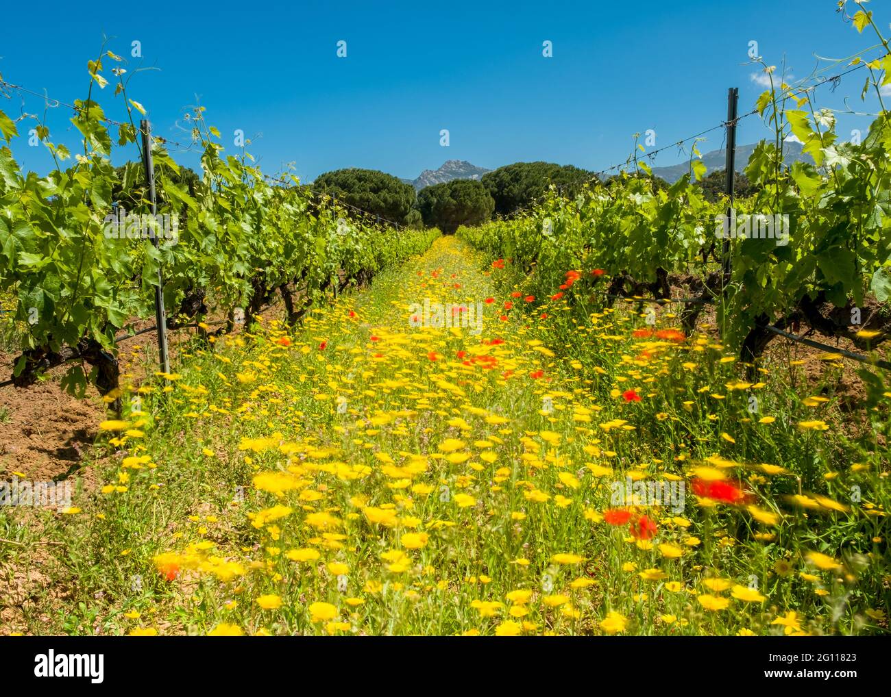 Poppies in between the vines hi-res stock photography and images - Alamy