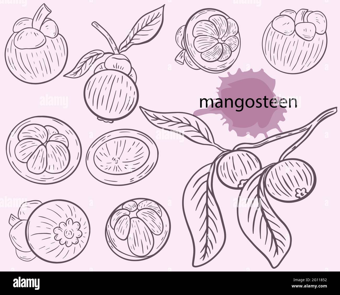 Mangosteen sketch set vector. Asian fruits, whole and halves, on a ...