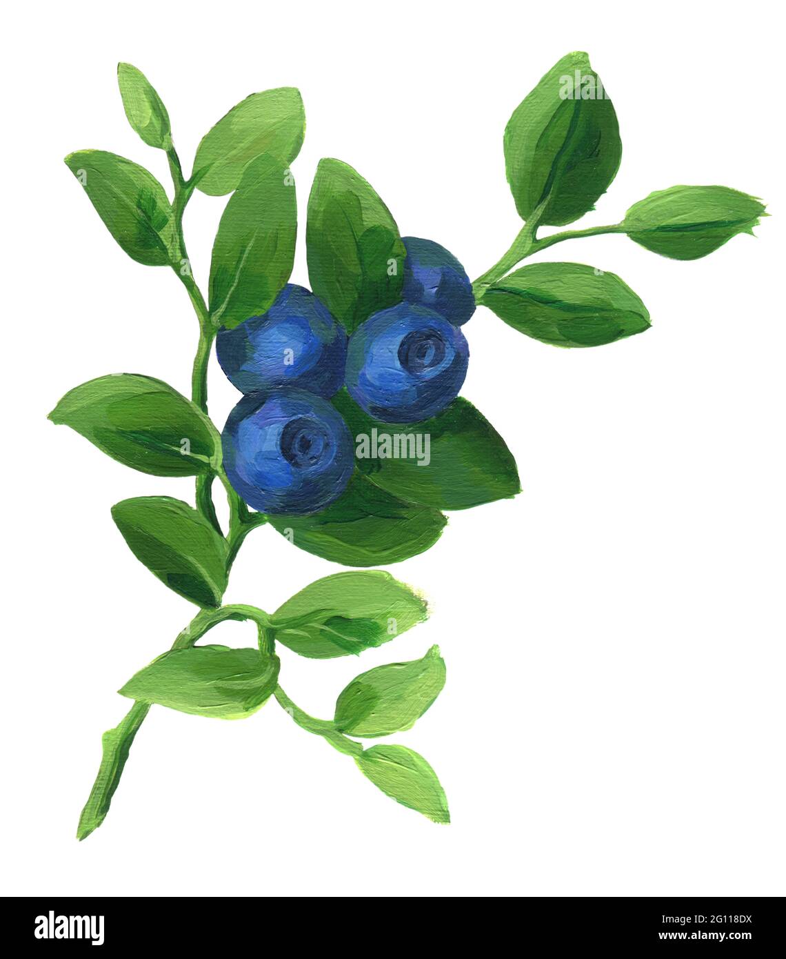 Blueberry bush leaf in Cut Out Stock Images & Pictures - Alamy