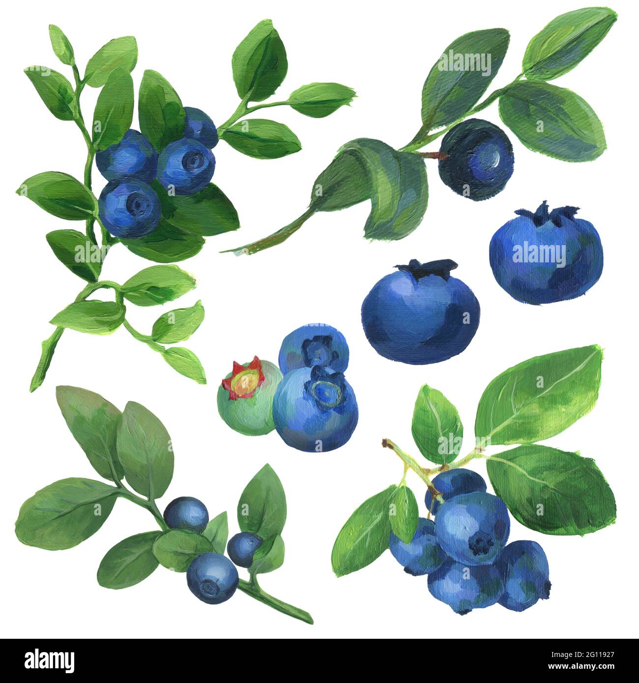 Fresh juicy blueberry leaves Cut Out Stock Images & Pictures - Alamy