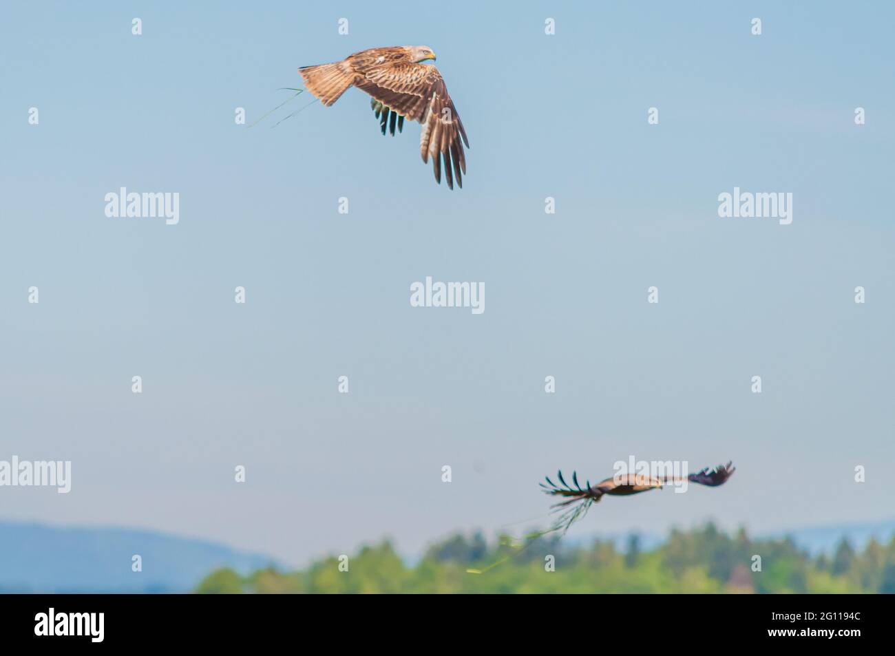 Hawks flying hi-res stock photography and images - Alamy
