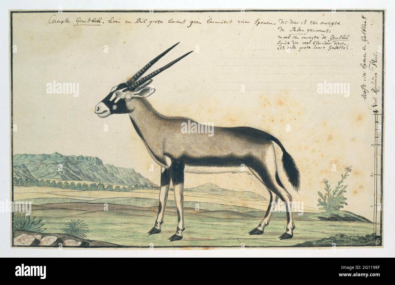 Oryx anatomy hi-res stock photography and images - Alamy