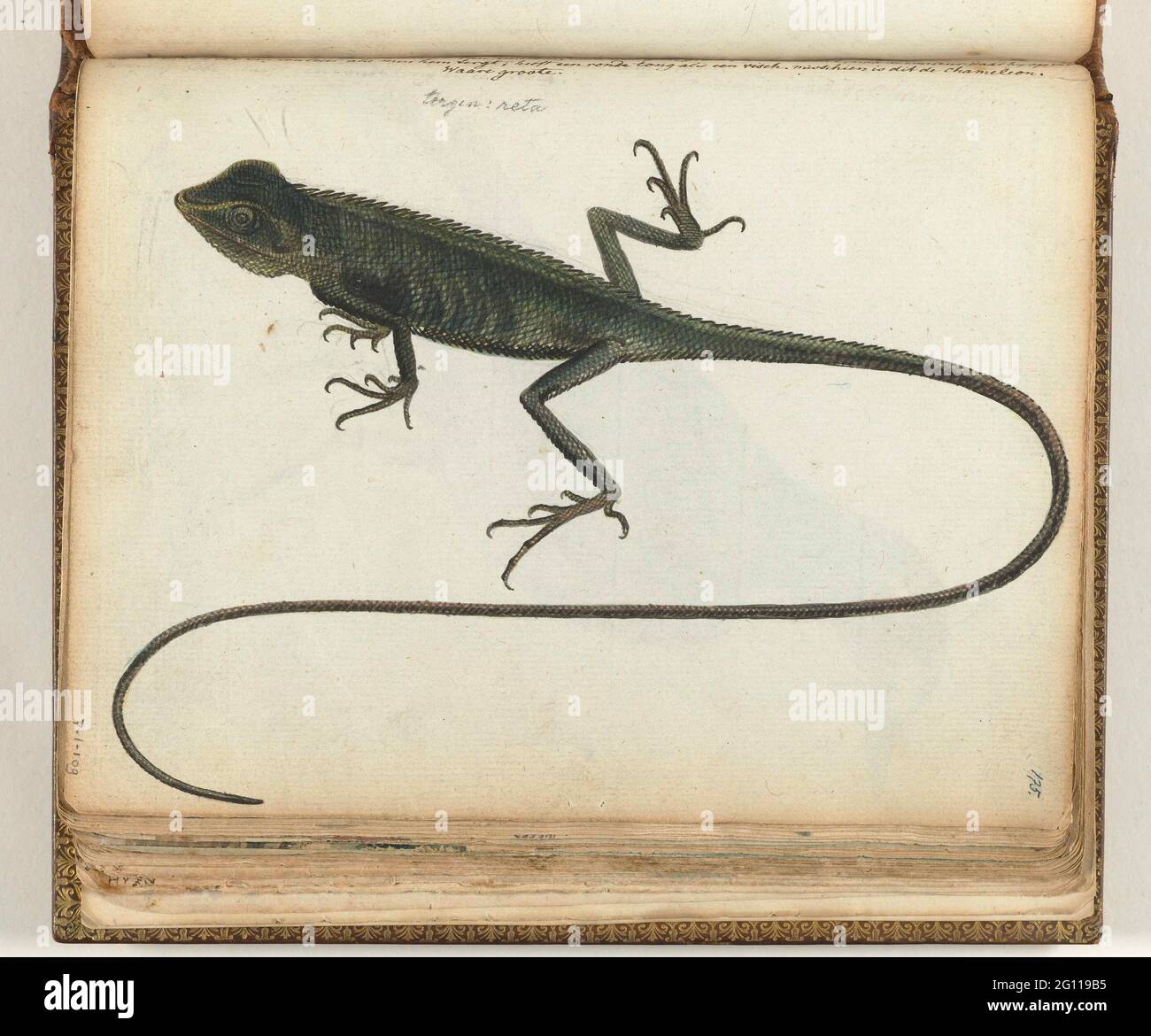 Java lizard hi-res stock photography and images - Alamy